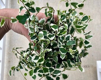 Variegated Live Ficus Plant - Etsy