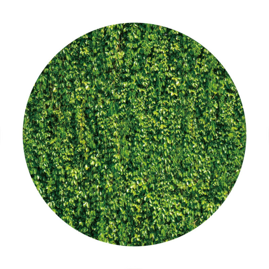 Circle Round Green Leaves Photography Backdrop,wedding Birthday Party ...