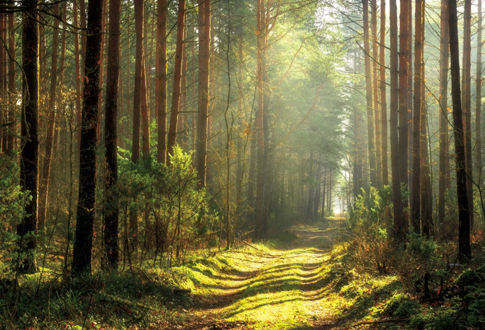 Fantasy Spring Forest Fairytale World Photography Backdrop - Etsy