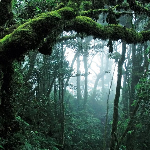 Forest Backdrop - Etsy