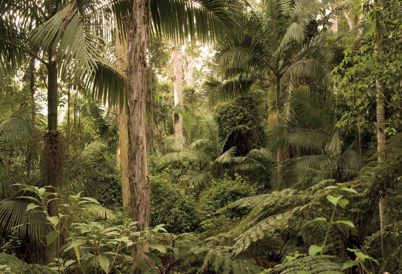 Forest Photography Backdrop,natural Scenery Background Photo Booth ...