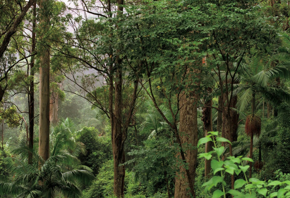 Forest Photography Backdropnatural Scenery Background Photo - Etsy