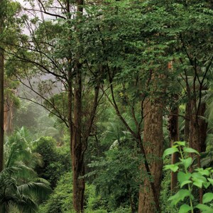 Forest Photography Backdrop,natural Scenery Background Photo Booth ...