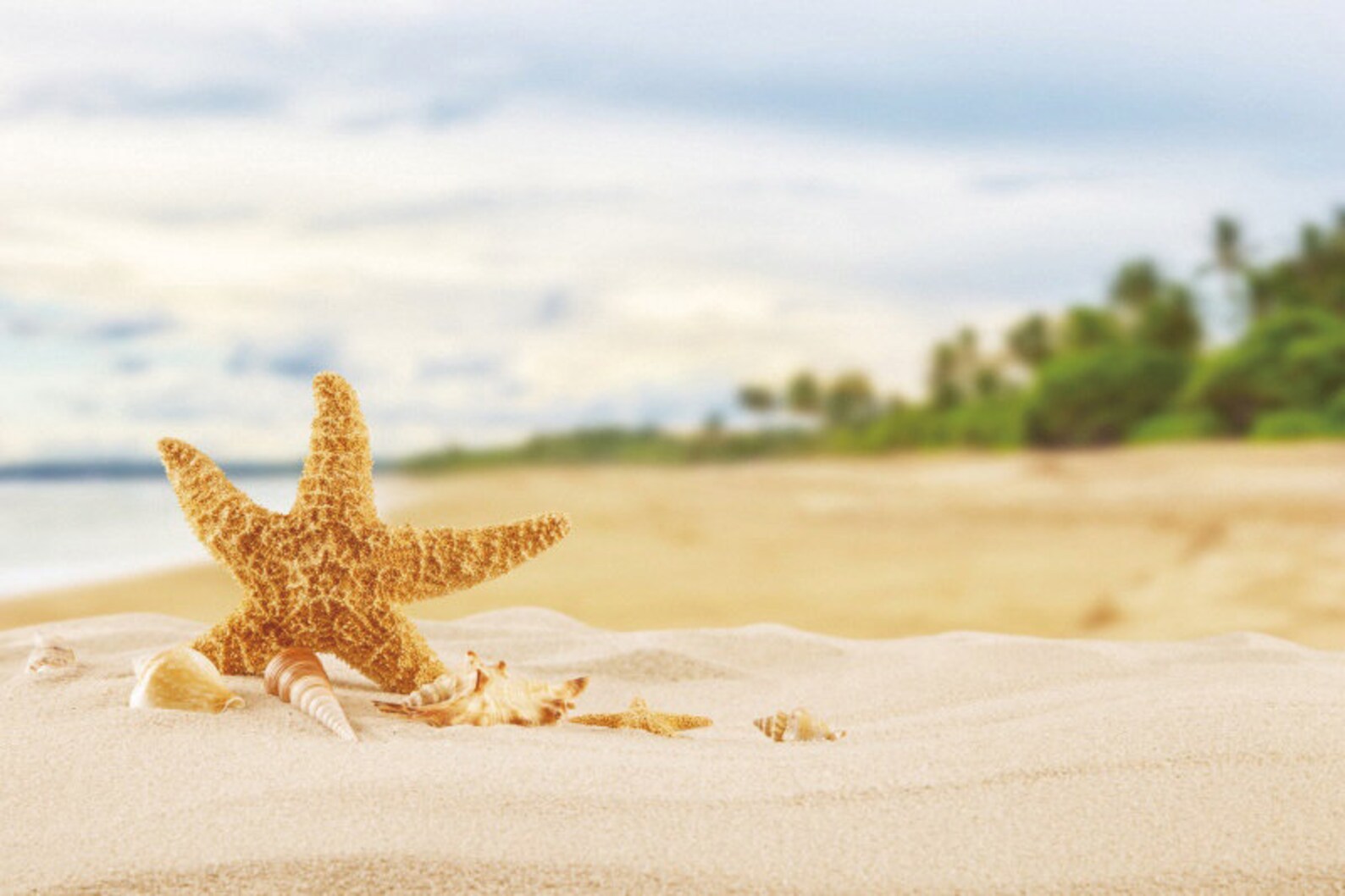 Summer Sea Side Beach Party Photography Studio Backdrops,starfish ...