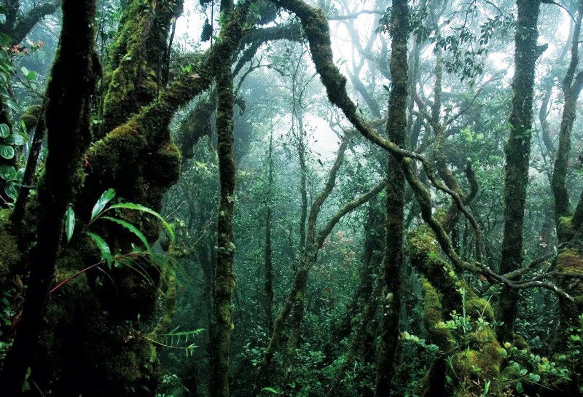 Forest Photography Backdropnatural Scenery Background Photo - Etsy