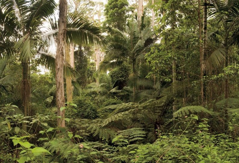 Forest Photography Backdrop,natural Scenery Background Photo Booth ...