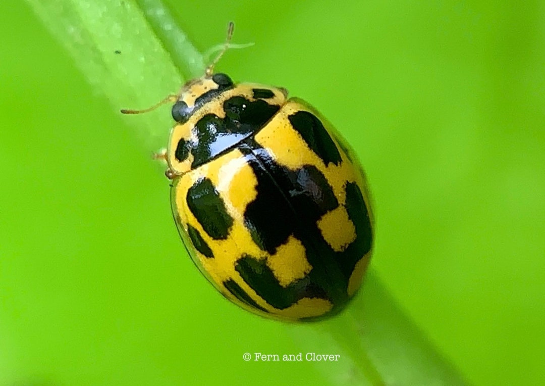 Yellow Ladybug Photo Print: Nature Photography Wall Decor - Etsy