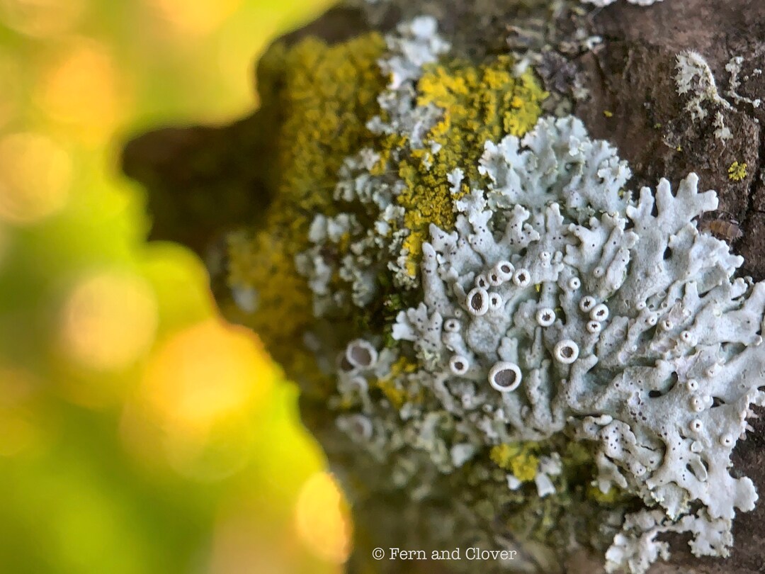 Lichen Photo Print: Yellow & Gray Nature Photography Wall Decor - Etsy