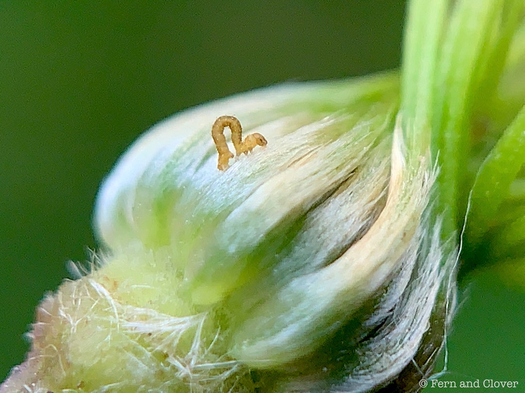 Inchworm Photo, Nature Insect Print, Wall Art - Etsy