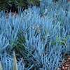 Extra Large Blue Chalk Sticks Cuttings, Curio Repens, Chalk Fingers ...