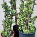 Rare Variegated Pink Elephant Bush, Portulacaria Afra Variegata Live ...