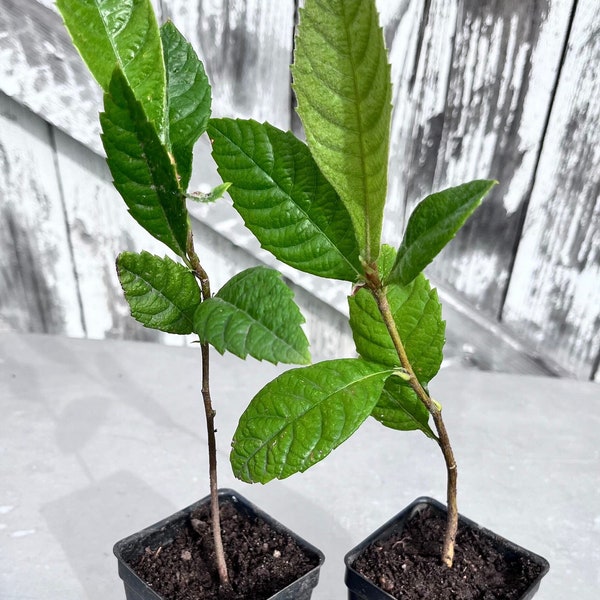Tree Seedling - Etsy