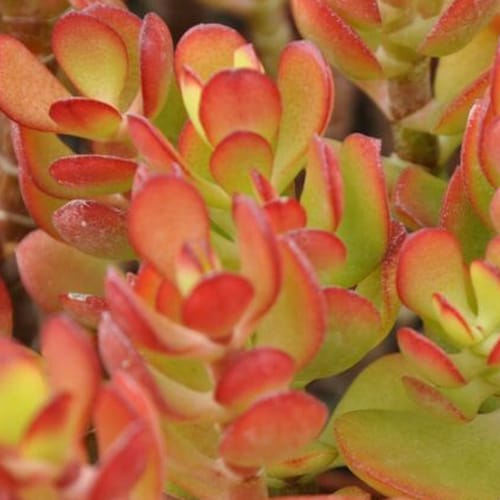 Crassula Ovata Crosby's Compact dwarf Jade - Etsy