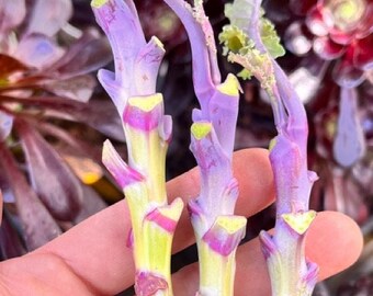 3 Merritt Tree Collard Cuttings - Etsy