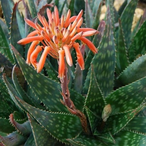 Large Soap Aloe, Aloe Maculata, Zebra Aloe, Aloe Macrocarpa | Beautiful ...