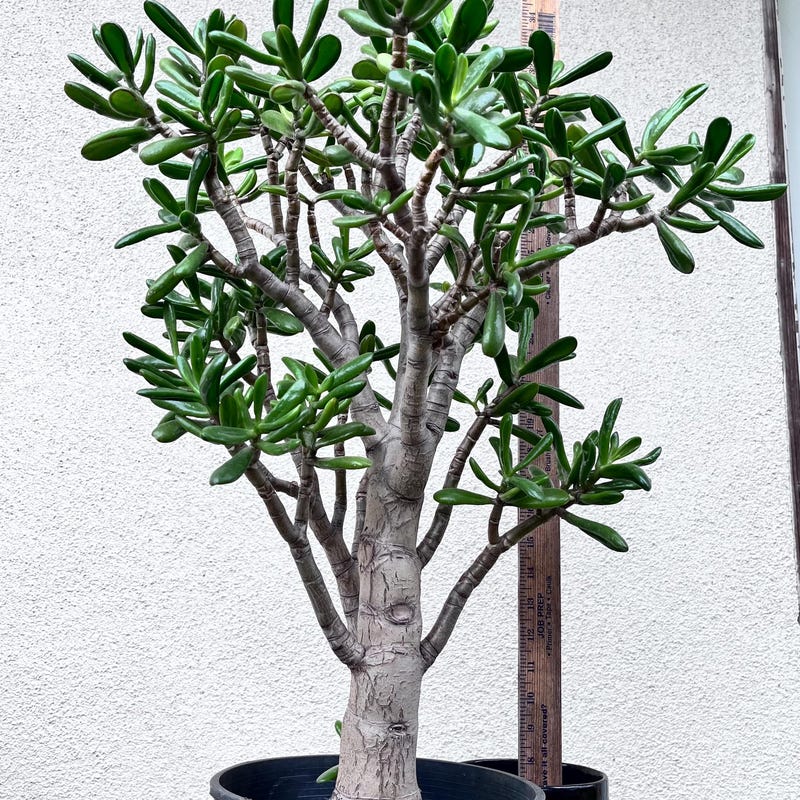 Large Jade Plant - Etsy