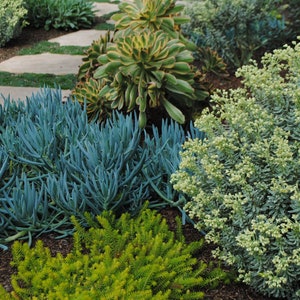 Rooted Blue Chalk Sticks Plant, Chalk Fingers Succulent, Good Ground ...
