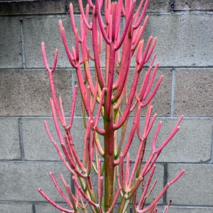 5' Firestick Live Tree • Euphorbia Tirucalli • Pencil Cactus Plant - Etsy