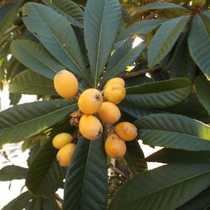 6 Rare BIG FRUIT Loquat Cuttings, White Flesh Hybrid, Big Jim ...