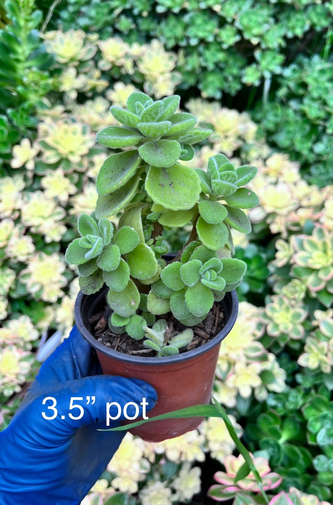 3.5" Pot Scaredy Cat Plant | Coleus Canina, Plectranthus Caninus ...