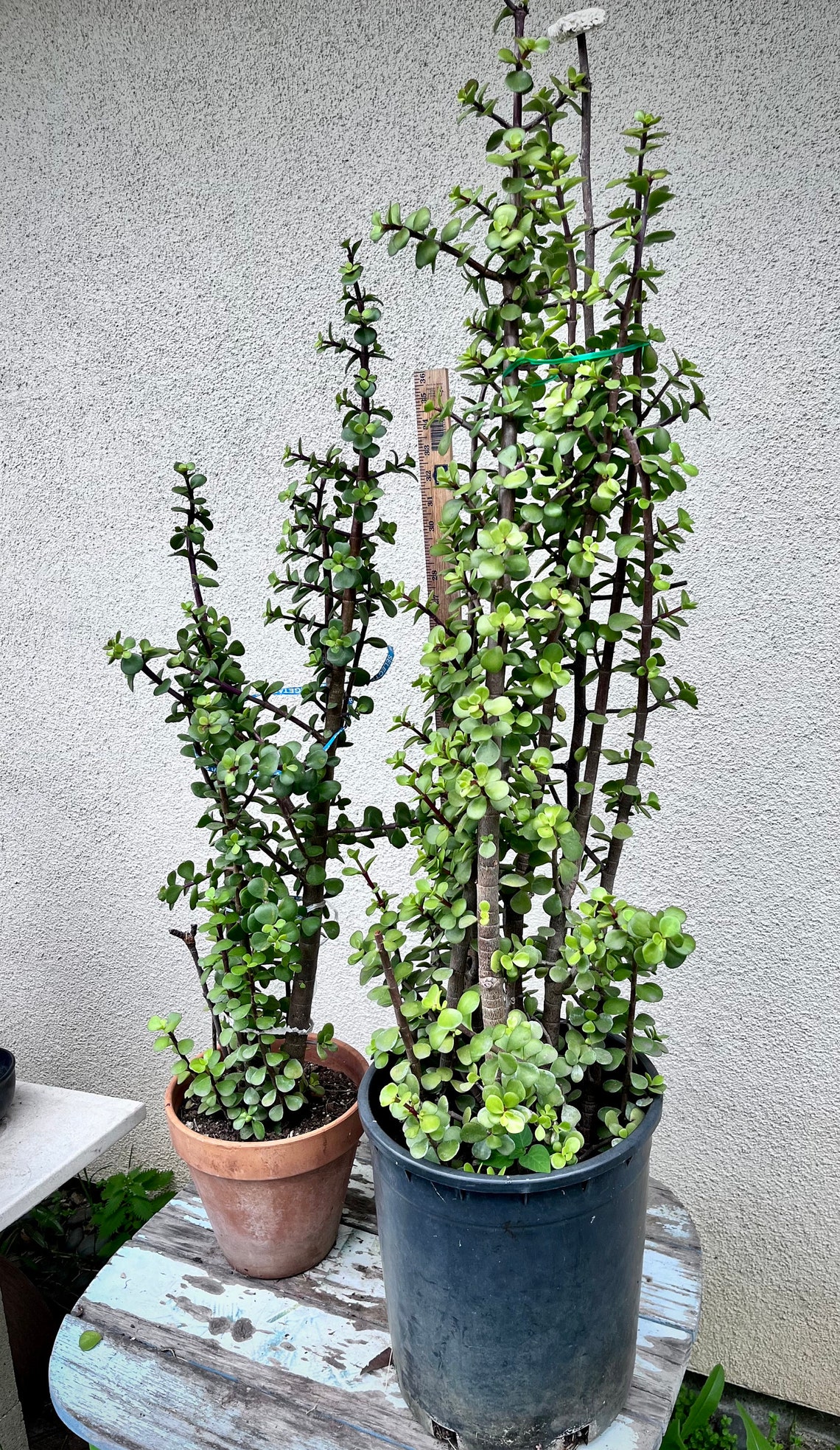 4' Tall Elephant Bush Succulent | Portulacaria Afra | Miniature Dwarf ...