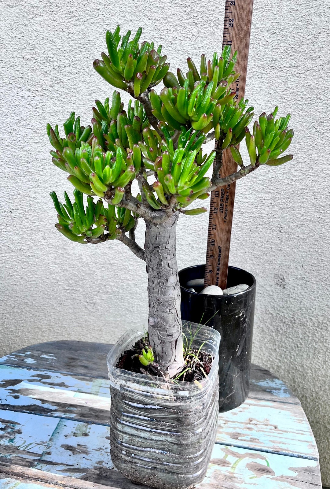 22 Tall Gollum Jade Crassula Ovata Rare Large Hobbit Jade - Etsy
