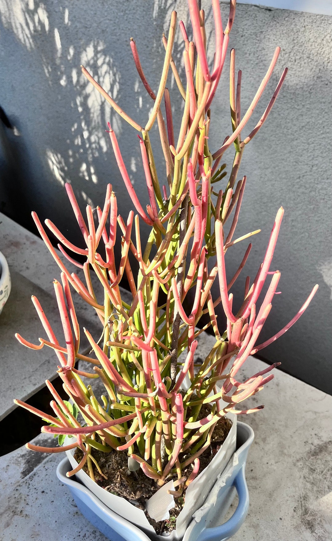 22” Firestick Live Tree • Euphorbia Tirucalli • Pencil Cactus Plant ...