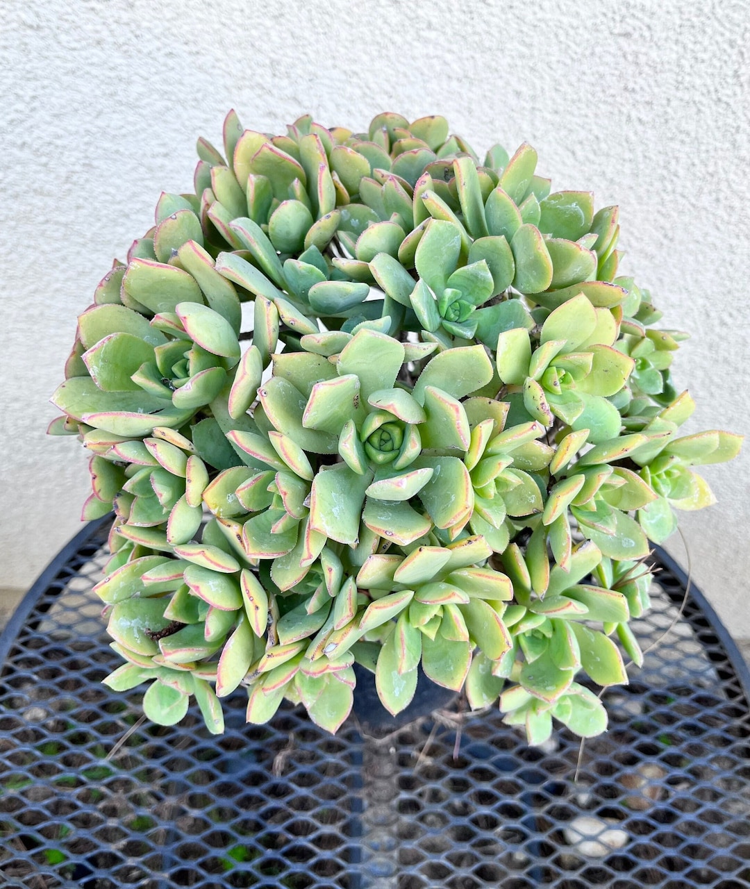 Large Cluster Aeonium Haworthii | Beautiful Rooted Live Plant | Bare ...