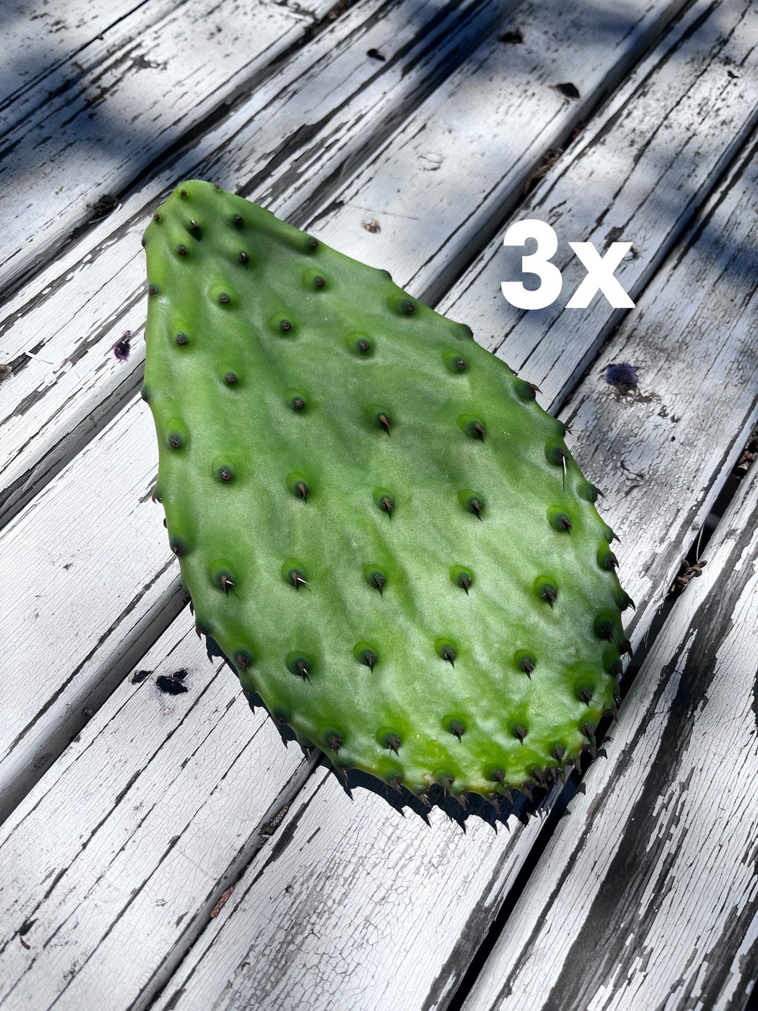 3 Pads 8"-4" Prickly Pear Cactus Pads, Opuntia Pad, Nopal/nopales ...