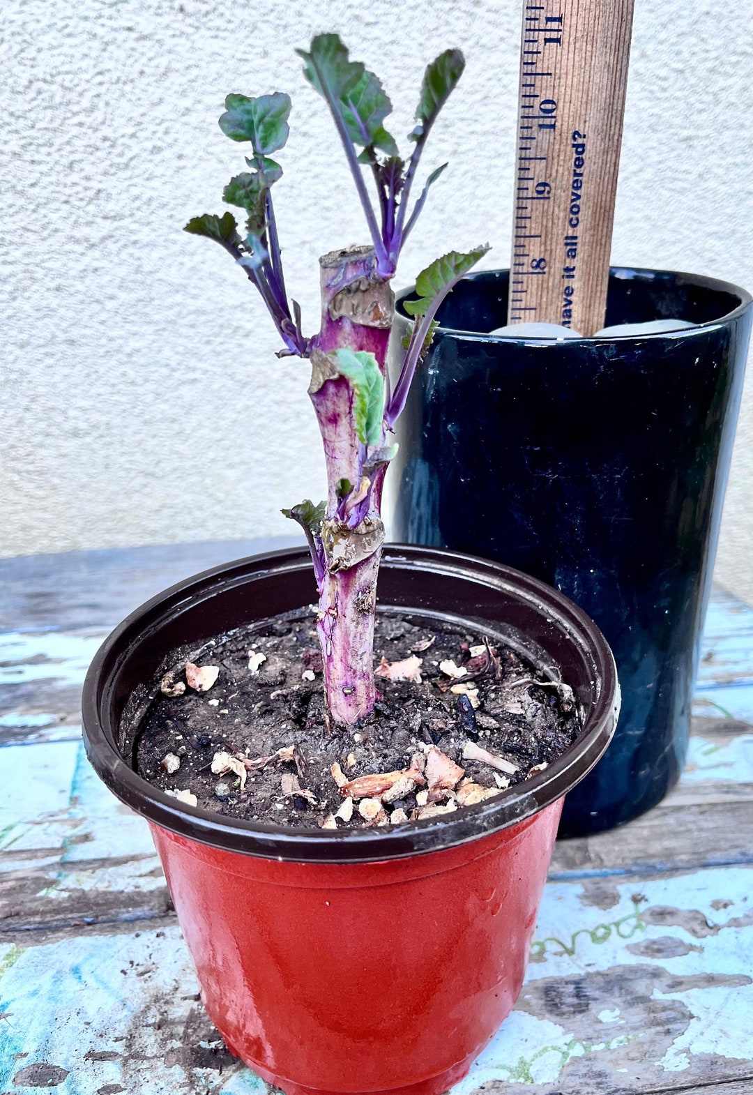 6 Pot Large Purple Tree Collard Starter Plant - Etsy