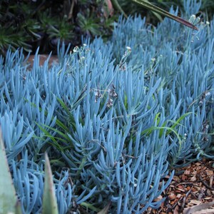 Extra Large Blue Chalk Sticks Cuttings, Curio Repens, Chalk Fingers ...