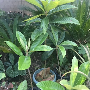6 Rare BIG FRUIT Loquat Cuttings, White Flesh Hybrid, Big Jim ...