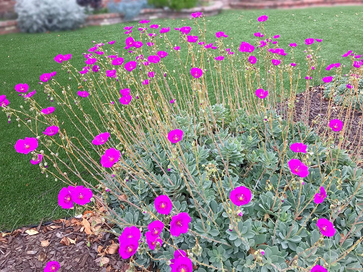 1 Large Rock Purslane Cutting Calandrinia Spectabilis - Etsy