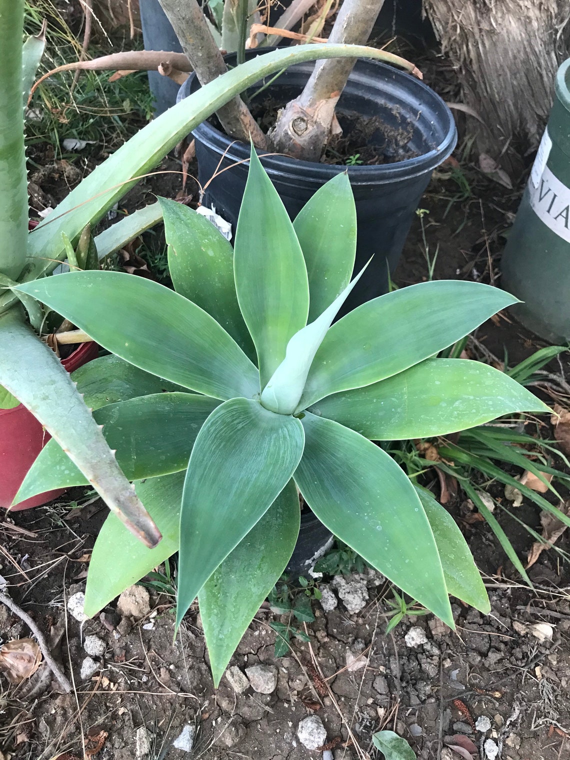 Large Fox Tail Agave Plant Agave Attenuata Handsome Rosette - Etsy