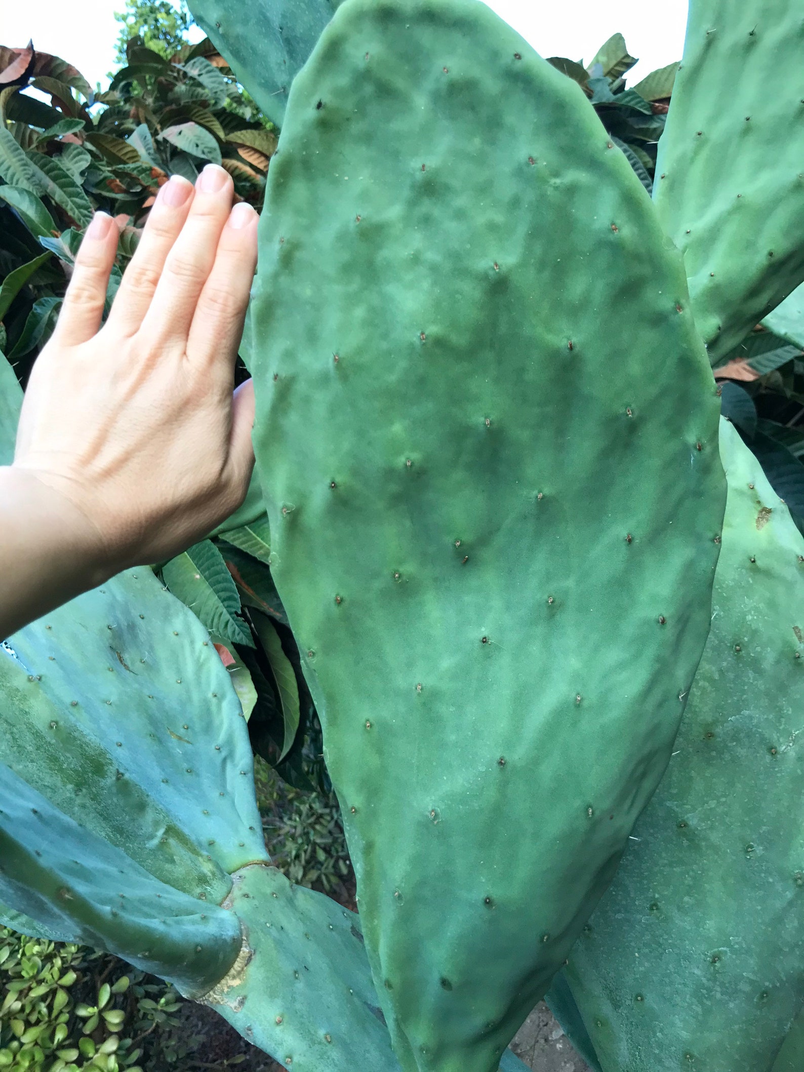 Giant 25”-22" Prickly Pear Cactus, Mature Opuntia Pad, Nopal/nopales ...