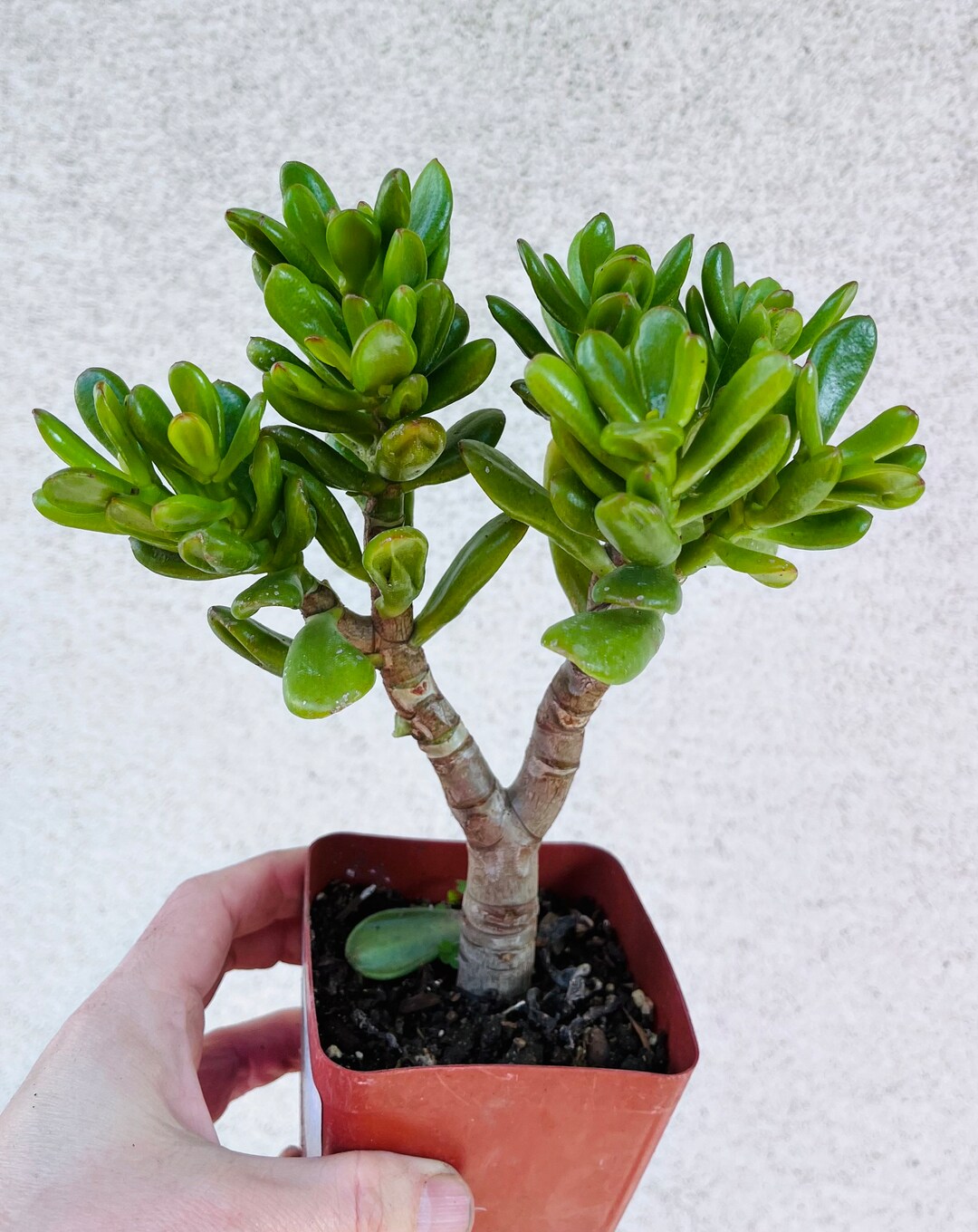 Ogre’s Ear Jade, Shrek’s Ear Hobbit Gollum Jade Plant, Live - Etsy