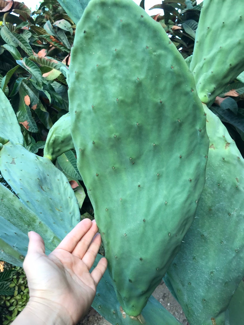 Giant 15”-14" Prickly Pear Cactus, Mature Opuntia Pad, Nopal/nopales ...