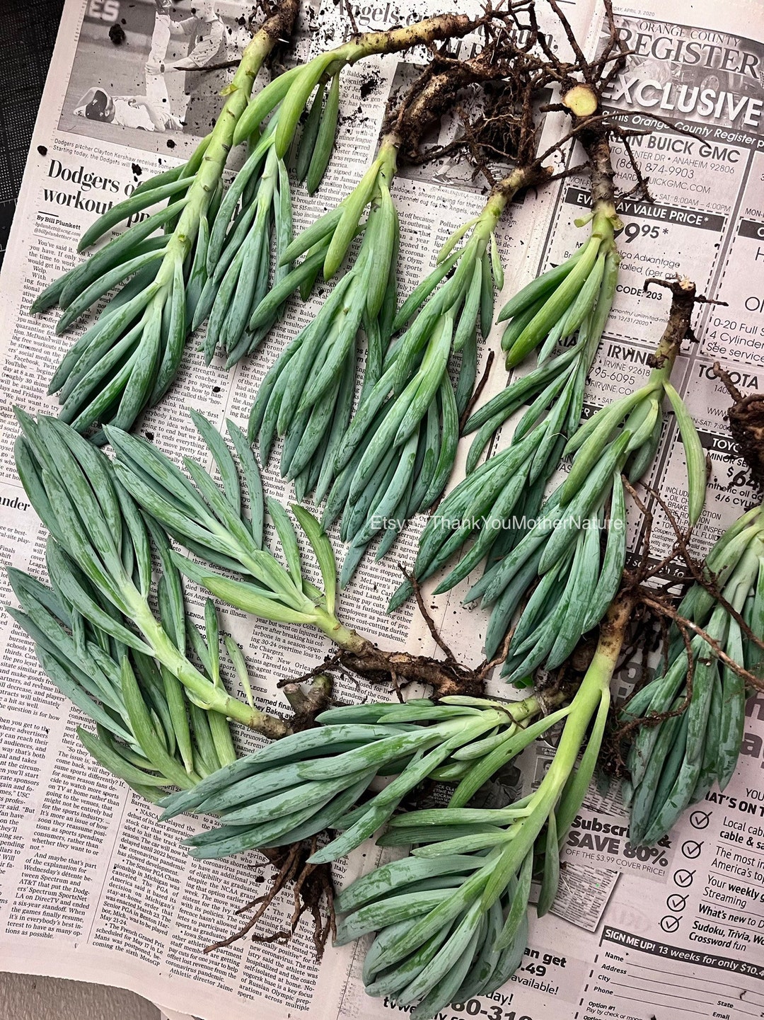 Rooted Blue Chalk Sticks Plant Chalk Fingers Succulent Good - Etsy