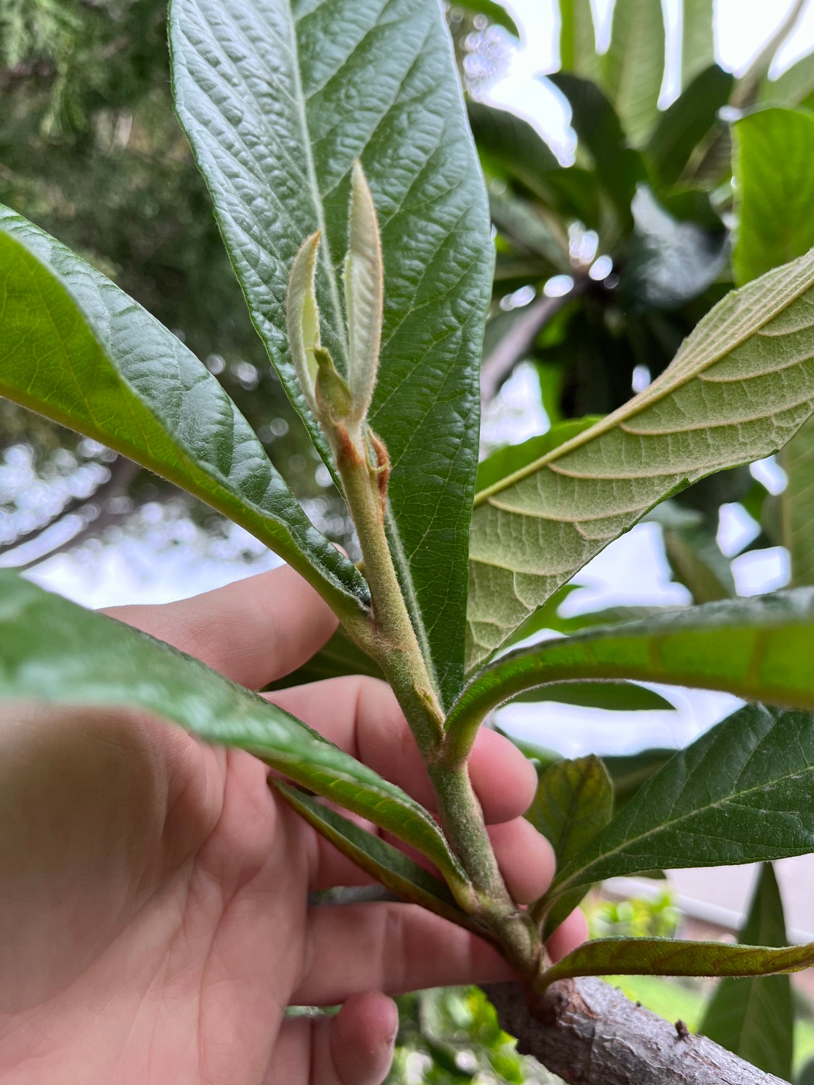 6 Loquat Cuttings, Rare Hybrid (white Flesh), Big Jim, & Champagne ...