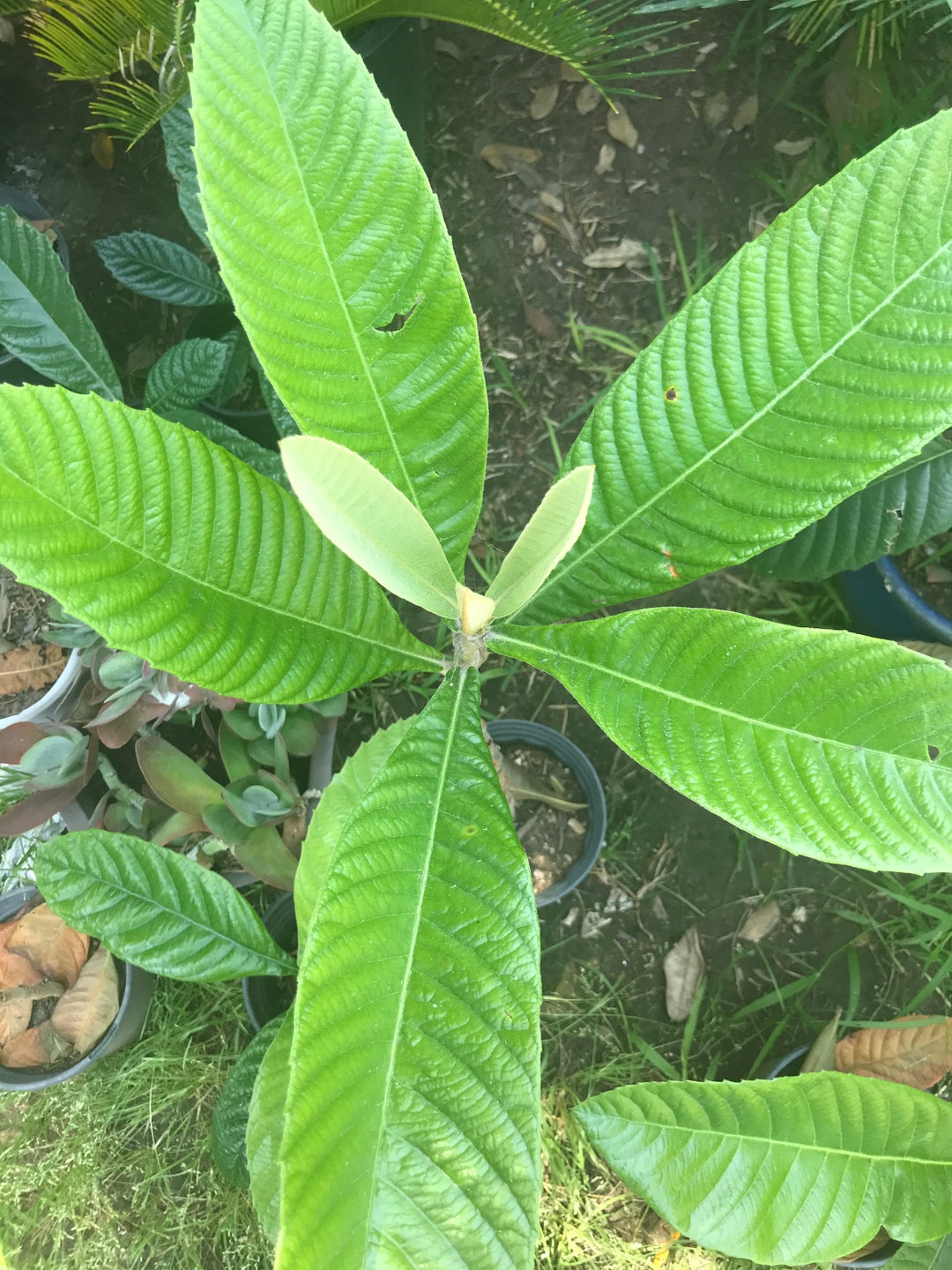 30" Loquat Fruit Tree Japanese, Plum Eriobotrya Japonica Tropical Live ...