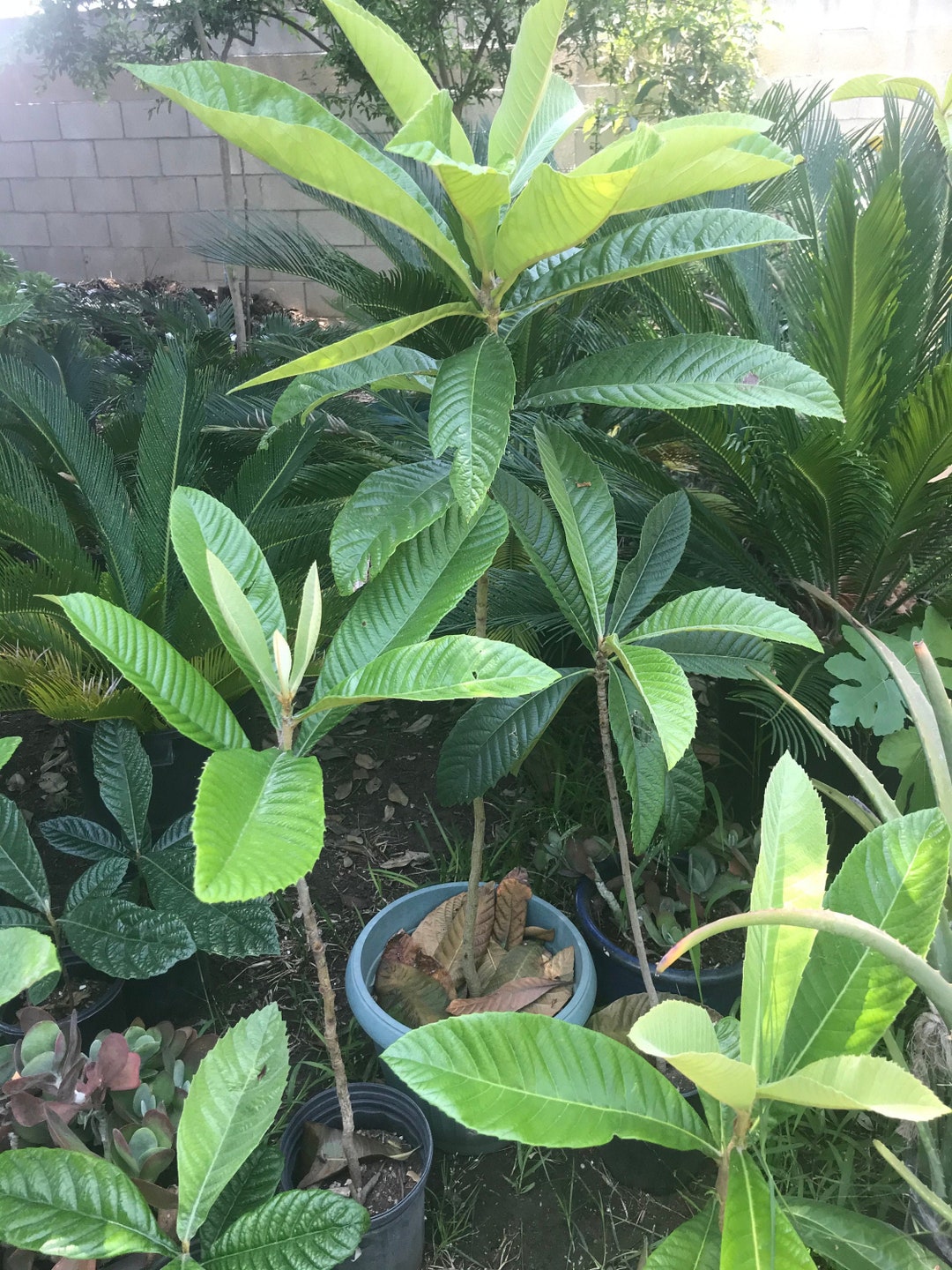 3' Tall Loquat Fruit Tree, (eriobotrya Japonica). Japanese Plum, Mature ...