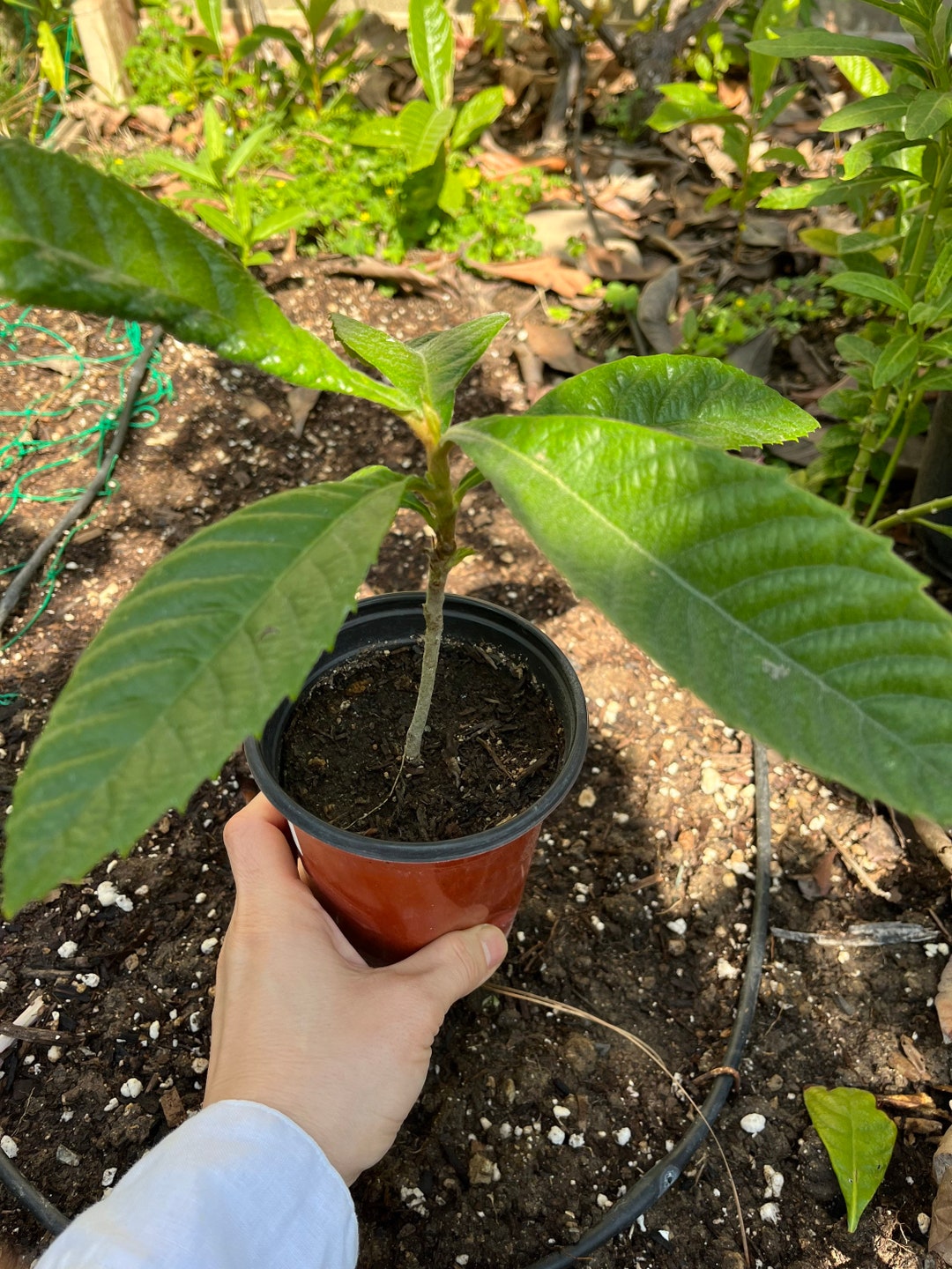 Two Quart-sized Loquat Tree Seedlings, Japanese Plum Eriobotrya ...
