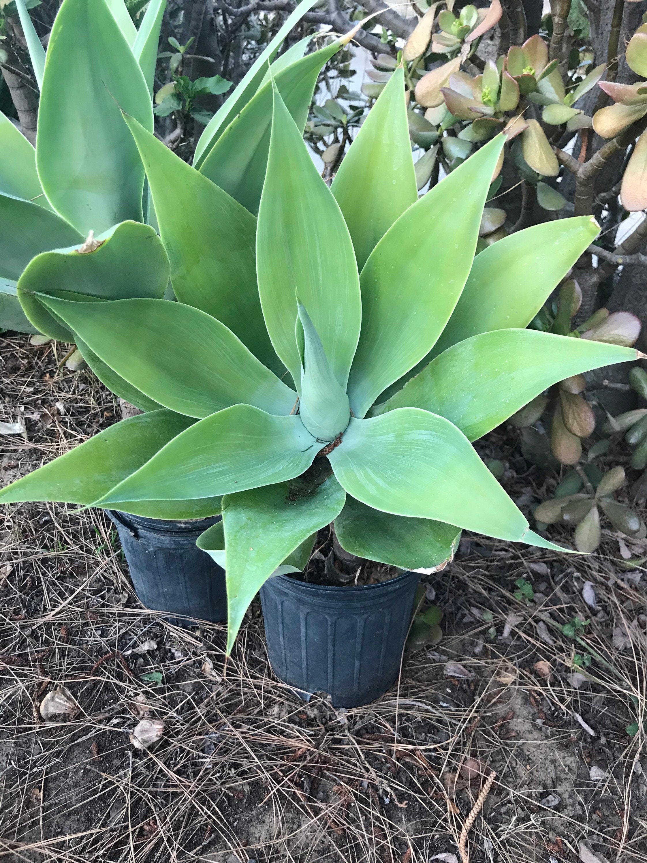 Outdoor & Gardening Plants 4 6 Pot of Variegated Agave Attenuata Roy of ...
