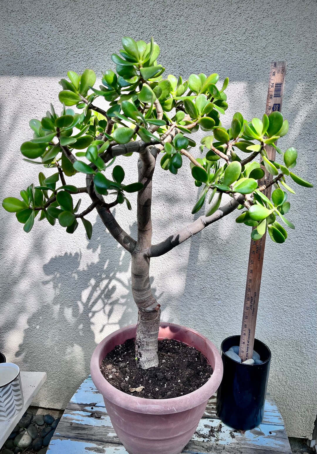 3' Gigantic Sunset Jade Crassula Ovata Extra Large Live Jade Plant Bare ...
