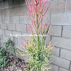 5' Firestick Live Tree • Euphorbia Tirucalli • Pencil Cactus Plant - Etsy