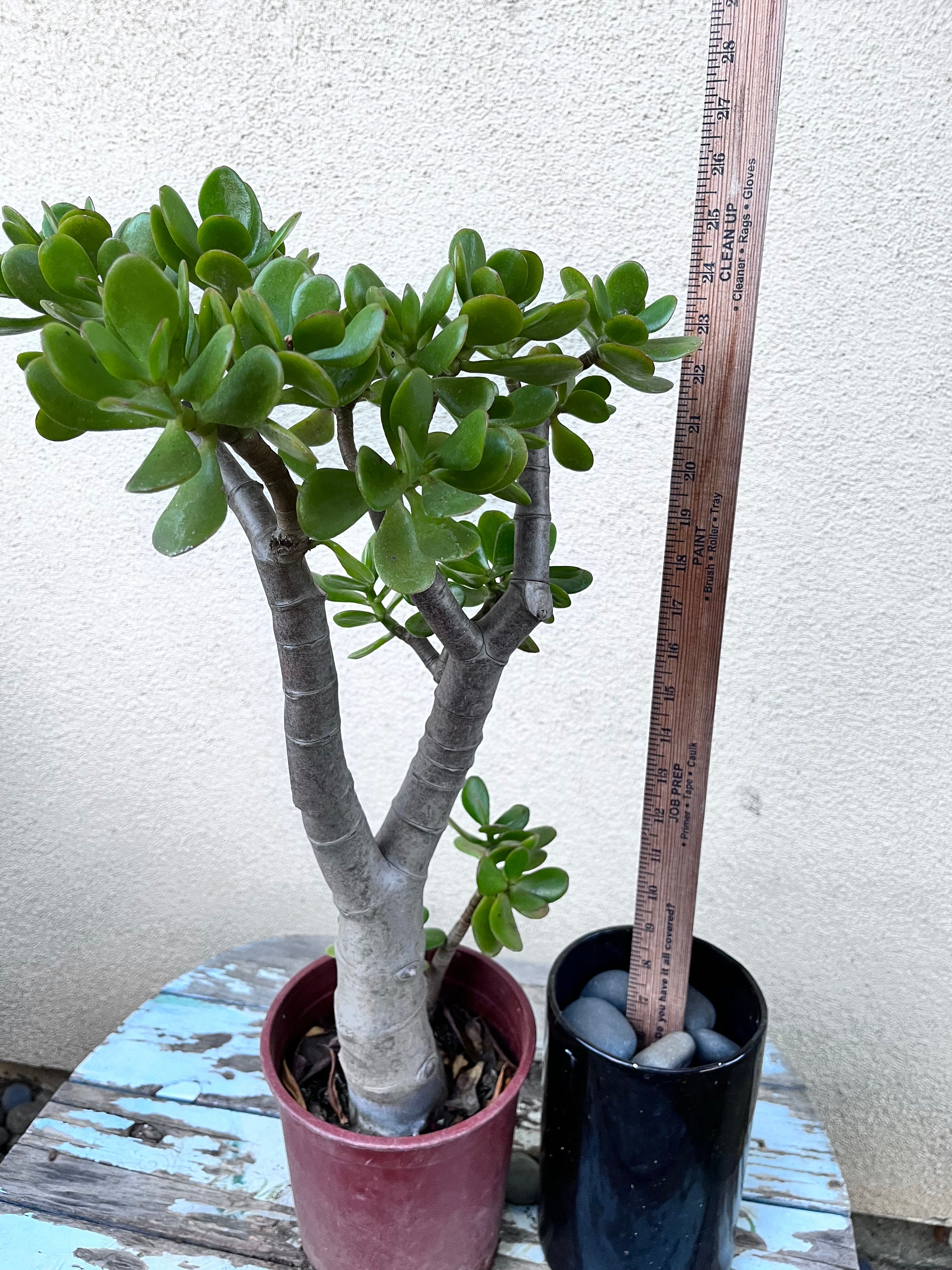 Jade Crassula Ovata | Extra Large Live Jade Plant | Bare Root Thick ...