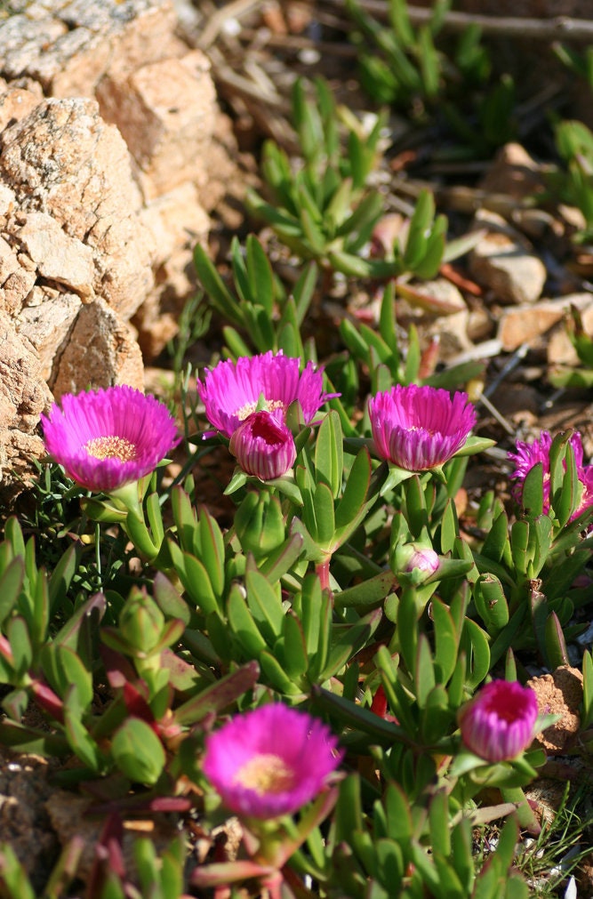 Bulk Pink • Purple • Ice Plant | Ground Cover or Pot | Full Sun Drought ...