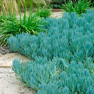 Extra Large Blue Chalk Sticks Cuttings, Curio Repens, Chalk Fingers ...