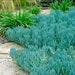 Extra Large Blue Chalk Sticks Cuttings, Curio Repens, Chalk Fingers ...
