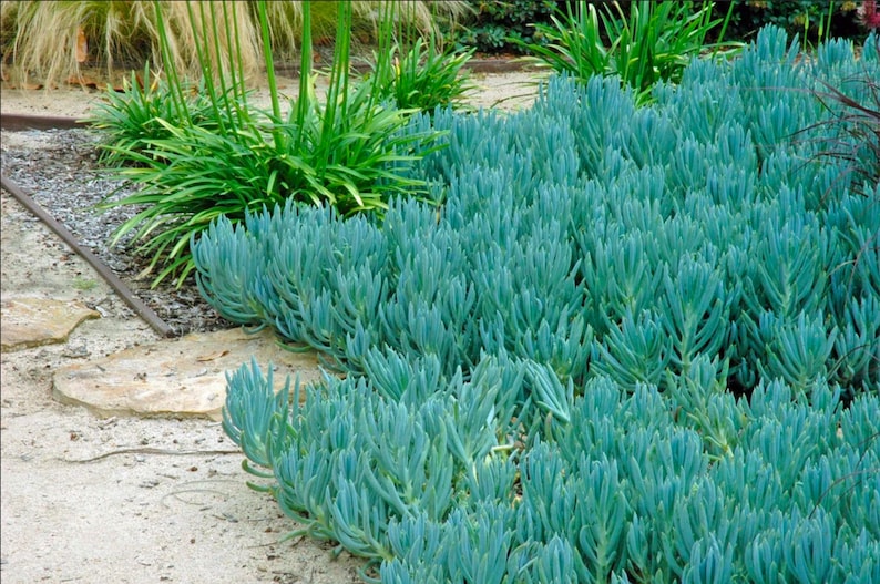 Extra Large Blue Chalk Sticks Cuttings Curio Repens Chalk - Etsy